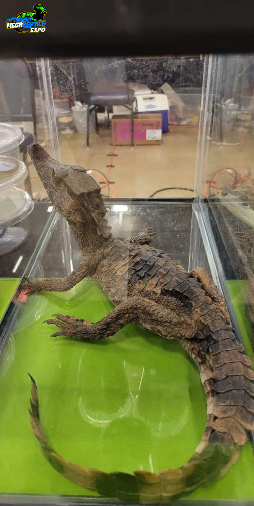 Pittsburgh Mega Reptile Expo – Unleash the Wild at Pittsburgh’s Premier ...