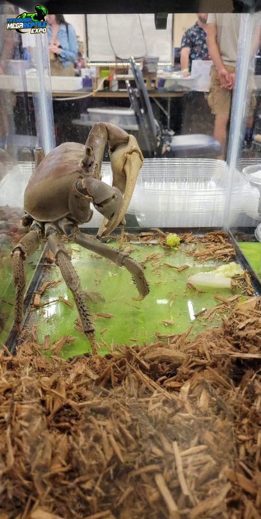 Pittsburgh Mega Reptile Expo – Unleash the Wild at Pittsburgh’s Premier ...
