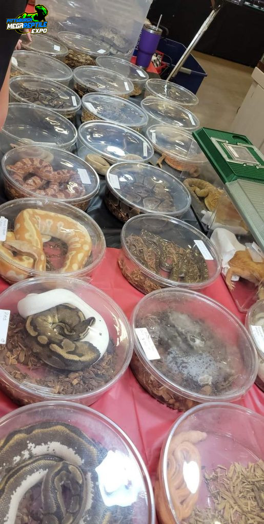 Pittsburgh Mega Reptile Expo – Unleash the Wild at Pittsburgh’s Premier ...