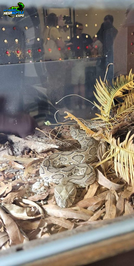 Pittsburgh Mega Reptile Expo – Unleash the Wild at Pittsburgh’s Premier ...